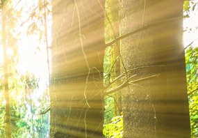 Atypický obraz lesní svět III + háčky a hřebíčky ZDARMA Velikost (šířka x výška): 200x100 cm