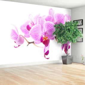 Fototapeta Růžová orchidej 104x70