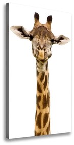 Wallmuralia Vertikální Moderní fotoobraz canvas na rámu Žirafa 50x100