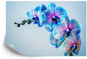 Fototapeta Barevná Orchideje Omyvatelný vlies 135x90