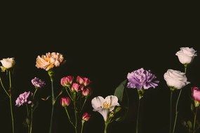 Samolepící fototapeta elegantní květiny na tmavém pozadí - 225x150 cm