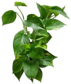 Epipremnum aureum s kokosovou vzpěrou, průměr 14-15 cm