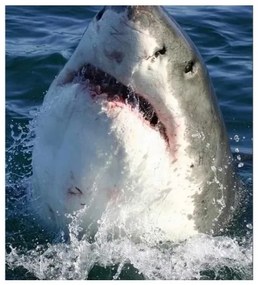 DIMEX | Vliesová fototapeta na zeď Žralok MS-3-0217 | 225 x 250 cm | šedá, modrá
