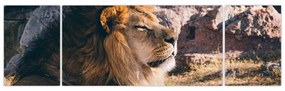 Obraz ležícího lva (170x50 cm)