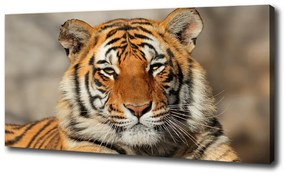 Wallmuralia Foto obraz na plátně Bengálský tygr 100x50