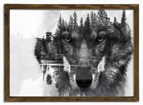 Nástěnný obraz Husky, 70 x 50 cm