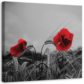 Obraz na plátně Červené máky a kukuřice - 50x50 cm