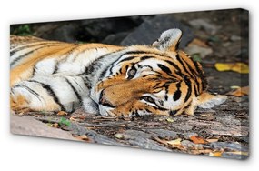 Obrazy na plátně ležící tygr 140x70 cm