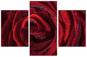 Obraz červené růže (90x60 cm)