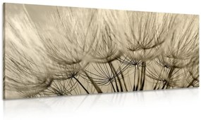 Obraz pampeliškové semena v sépiovém provedení - 120x60 cm