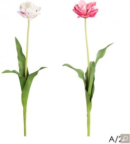 Tulipán H71 růžový / bílý barva / provedení: bílá