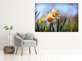Nalepte.cz Narcisy 100 x 67 cm