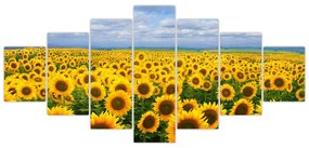 Obraz slunečnicového pole (210x100 cm)