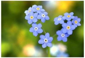 Fototapeta Forget-me-nots Srdce 104x70