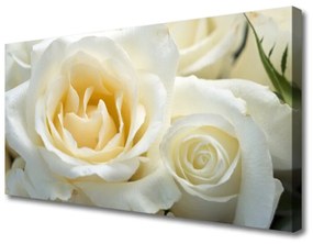 Obraz na plátně Růže Květiny 100x50 cm