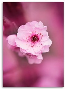 Obraz na plátně Třešňový květ růžová příroda - 60x90 cm