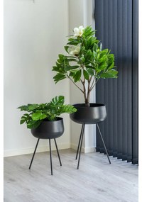 House Nordic Monstera