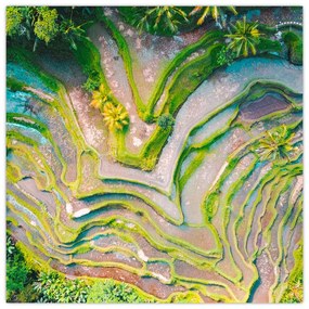 Obraz rýžových polí z ptačí perspektivy (30x30 cm)