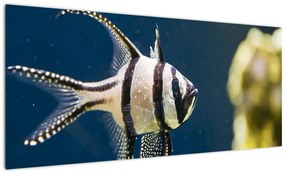 Ryba - obraz (100x40cm)