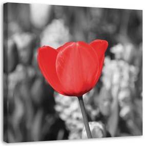 Obraz na plátně, Moderní červený květ tulipánu na louce - 60x60 cm