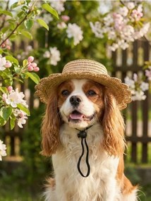 Sinsay - Klobouk pro zvířata - béžová