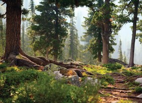 Malvis Tapeta les v létě Vel. (šířka x výška): 216 x 140 cm