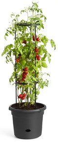 Elho Obal Green Basics Tomato Pot - living black 33 cm