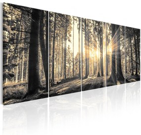 Obraz lesní záře sépie Velikost (šířka x výška): 200x80 cm
