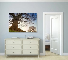 Obraz symbióza stromů - 60x40 cm