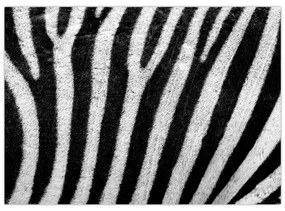Skleněný obraz kůže zebry (70x50 cm)
