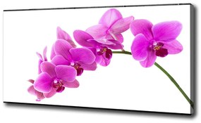 Wallmuralia Foto obraz na plátně Růžová orchidej 100x50