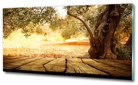 Wallmuralia Fotoobraz na skle Olivový strom 100x50