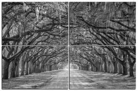 Obraz na plátně - Historické dubové stromy lemované polní cestou 1239QE (150x100 cm)