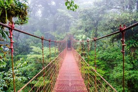 DIMEX | Samolepicí vliesová fototapeta na zeď Most v deštném pralese MA-5-0637 | 375 x 250 cm | zelená, měděná