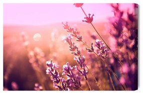 Obraz Květy Levandule Na Slunci 3D Nedostatek Nedostatek Přírodní plátno 100x70
