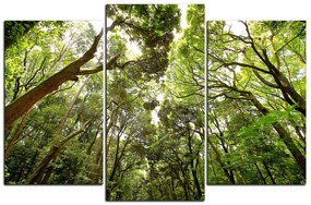 Obraz na plátně - Zelené stromy v lese 1194C (90x60 cm)