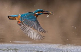 Fotografie Close-up of common kingfisher flying over lake, ericaengland2020 / 500px, (40 x 26.7 cm)