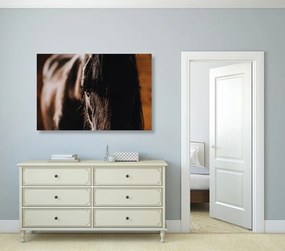 Obraz majestátní kůň - 60x40 cm