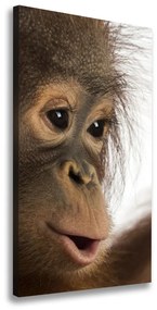 Wallmuralia Vertikální Foto obraz na plátně Mladý orangutan 50x100