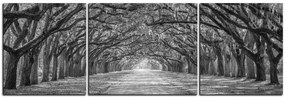 Obraz na plátně - Historické dubové stromy lemované polní cestou - panoráma 5239QC (120x40 cm)