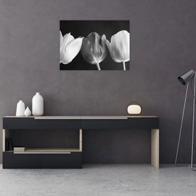 Skleněný obraz - Černobílé květy tulipánů (70x50 cm)
