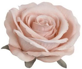 růže velvet - hlavičky (6 ks) - pudrová