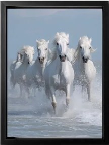 Síla svobody - obraz - Bílé koně v pohybu 56 - A2 – 420 × 594 mm - 449 Kč