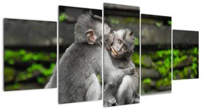 Obraz na stěnu - opice