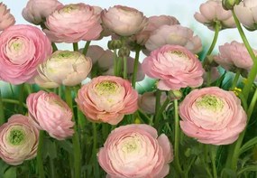 Komar Fototapeta osmidílná Gentle Rosé - Růžové růže 368x254cm, 8D 8-894