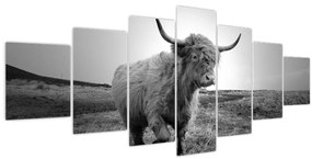 Obraz - Skotská kráva, černobílá (210x100 cm)