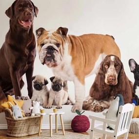 Fototapeta Portrét zvířat - psi s hnědým labradorem v centru na bílém pozadí
