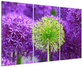 Obraz květiny (120x80 cm), 40 dalších rozměrů