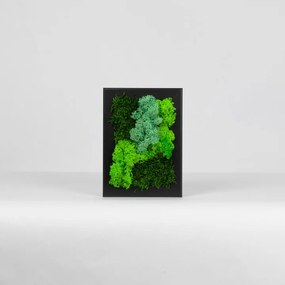 Mechový miniobraz | 15x10 cm | Deštný prales - černý rám