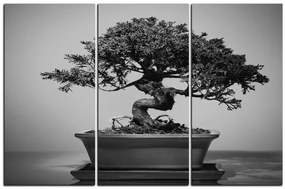 Obraz na plátně - Bonsai 1244QB (135x90 cm)